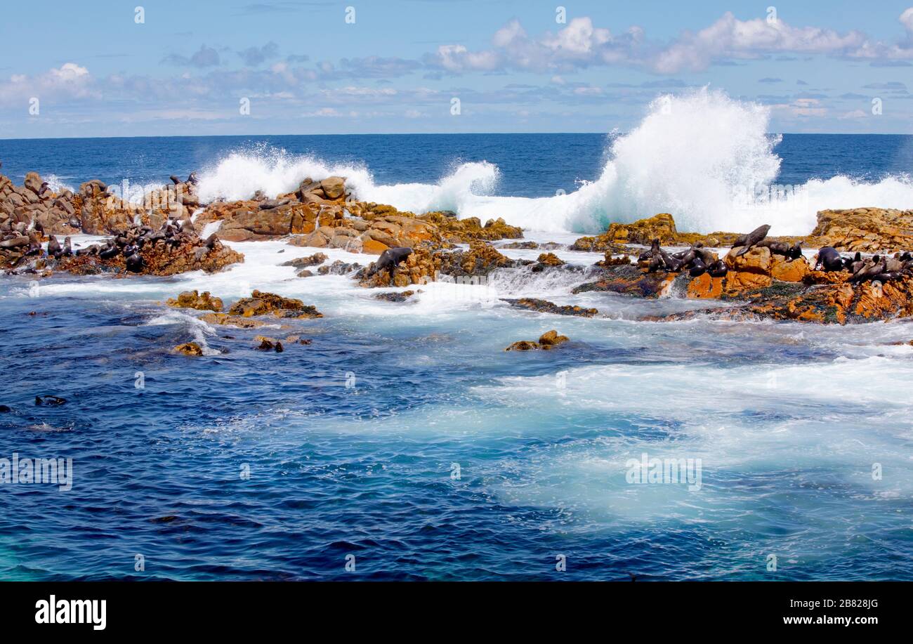 Thousands of seals on Dyer Island Reserve in front of South-Africa's ...