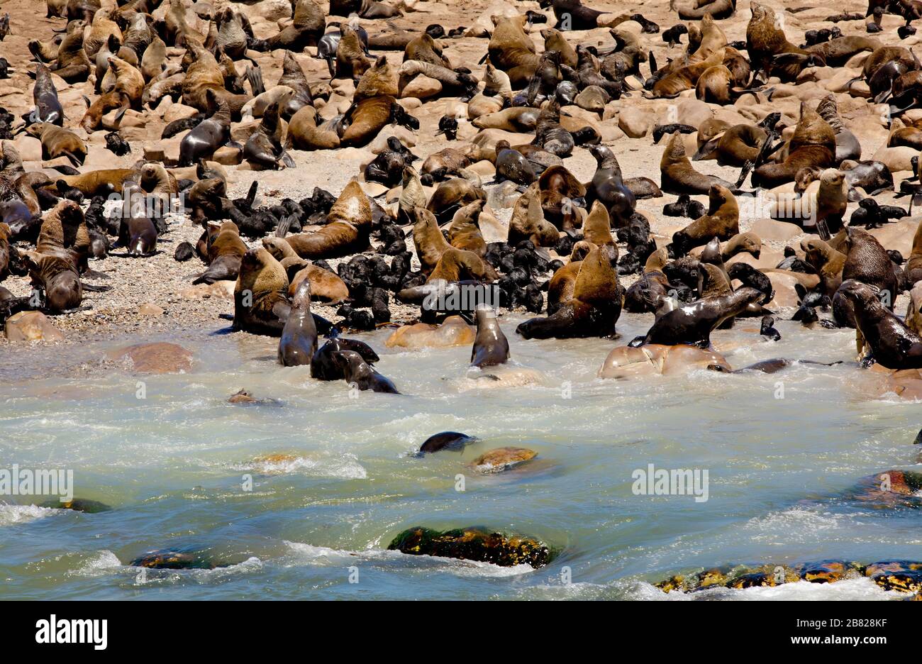 Thousands of seals on Dyer Island Reserve in front of South-Africa's ...