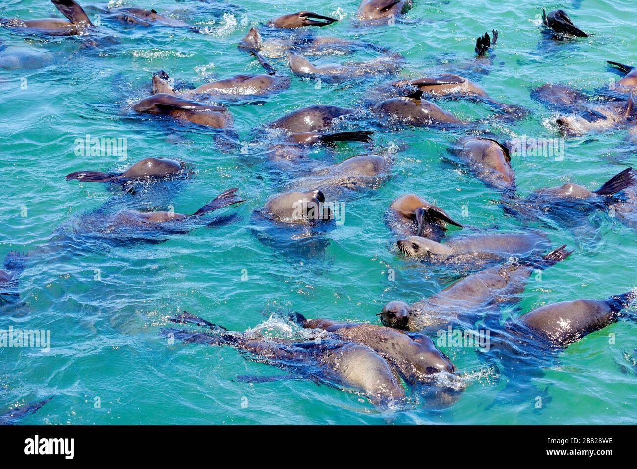 Thousands of seals on Dyer Island Reserve in front of South-Africa's ...