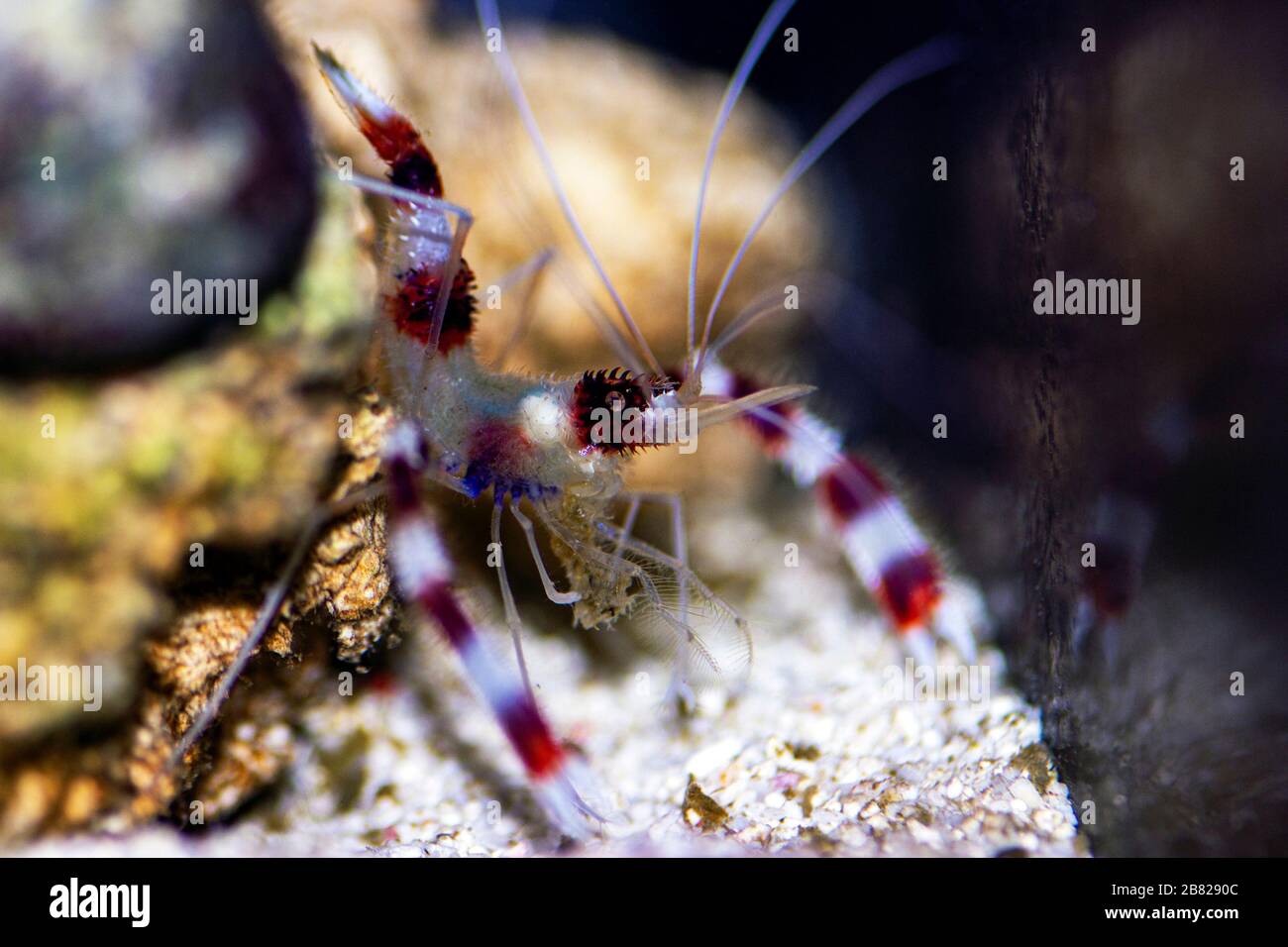 Boxer banded coral shrimp - Stenopus hispidus Stock Photo - Alamy