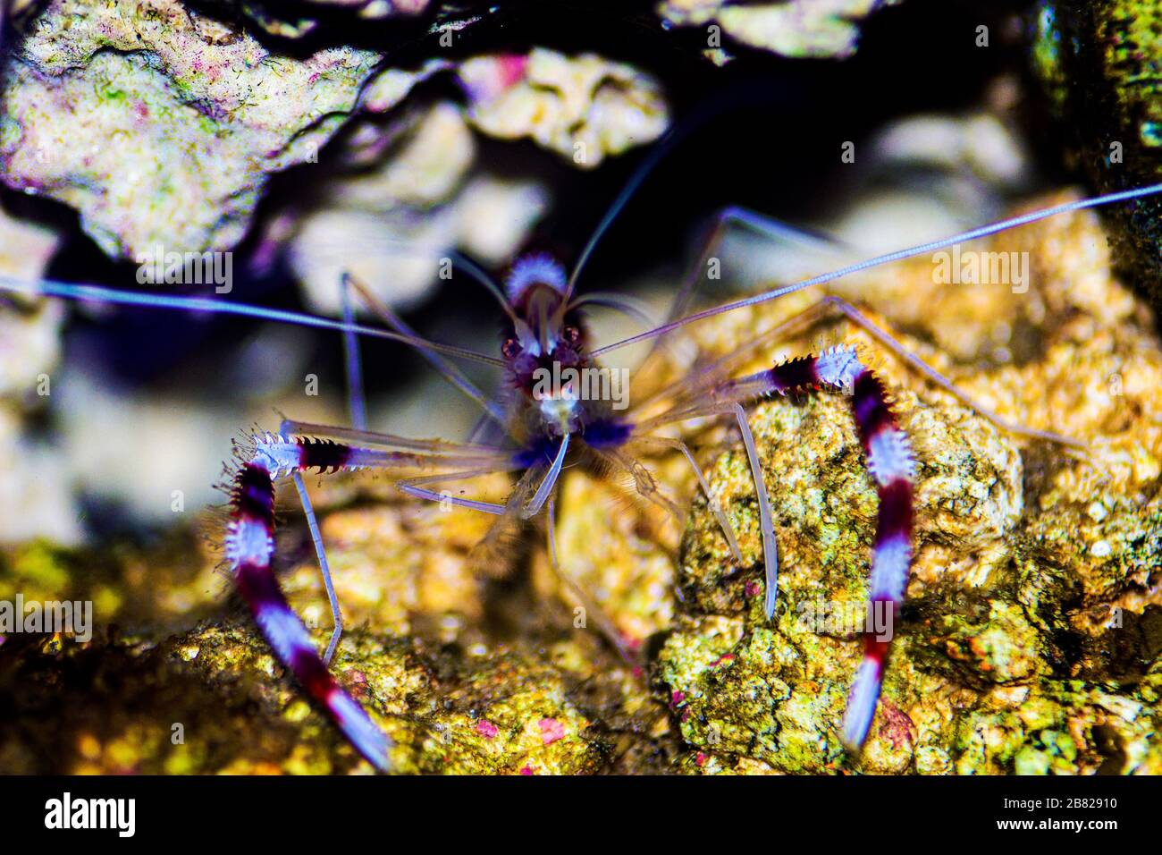 Boxer banded coral shrimp - Stenopus hispidus Stock Photo - Alamy