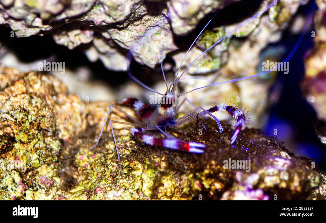 Boxer banded coral shrimp - Stenopus hispidus Stock Photo - Alamy