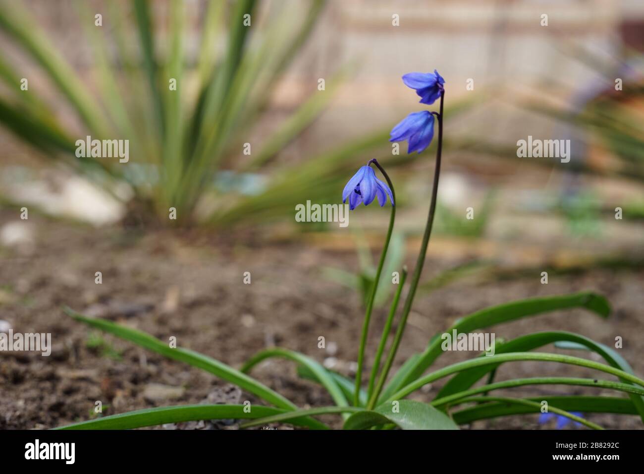 Bluebell flowers grows in the garden. Side view Stock Photo - Alamy