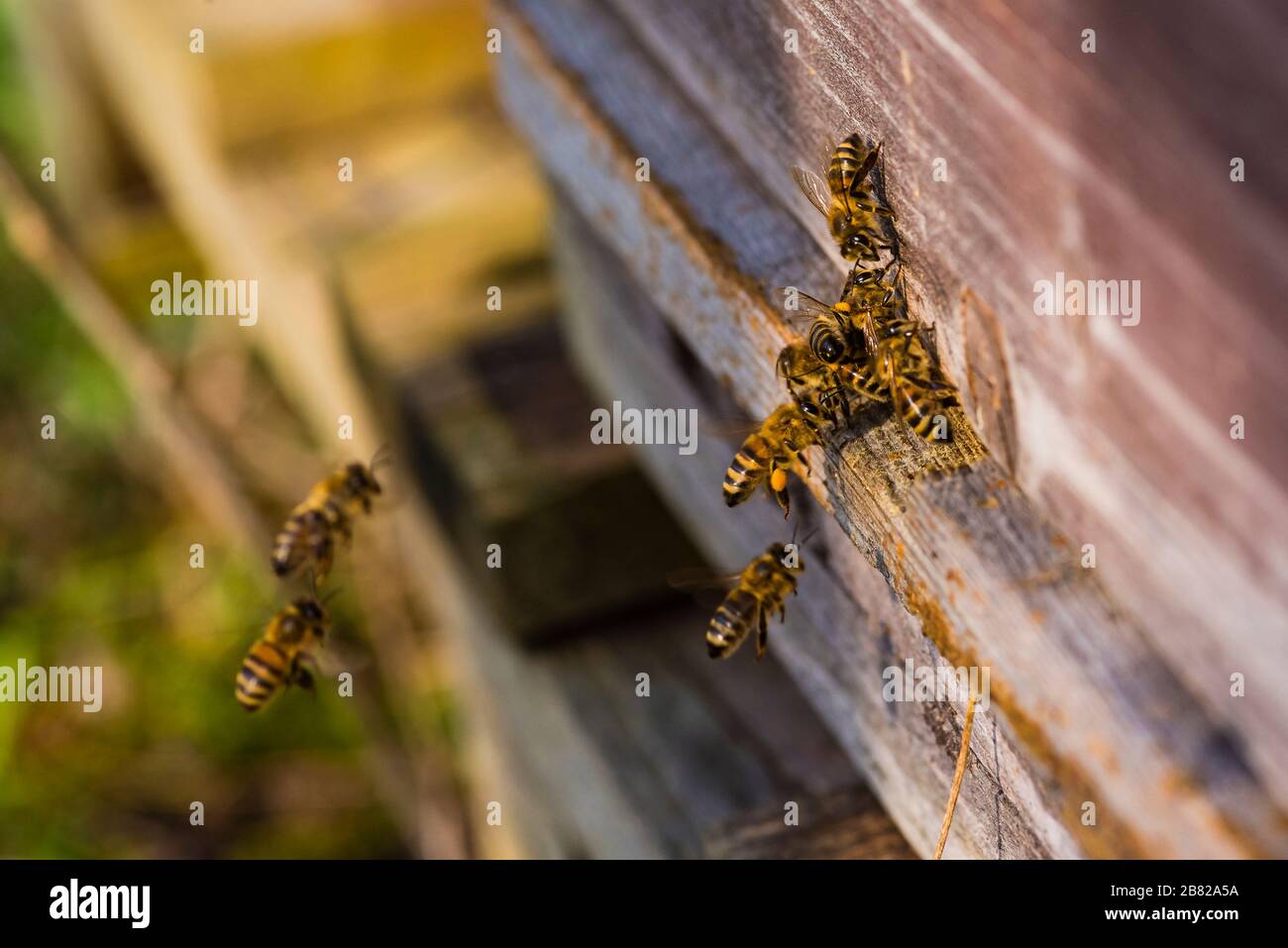 Yellow beehive industrious bees hi-res stock photography and images - Alamy