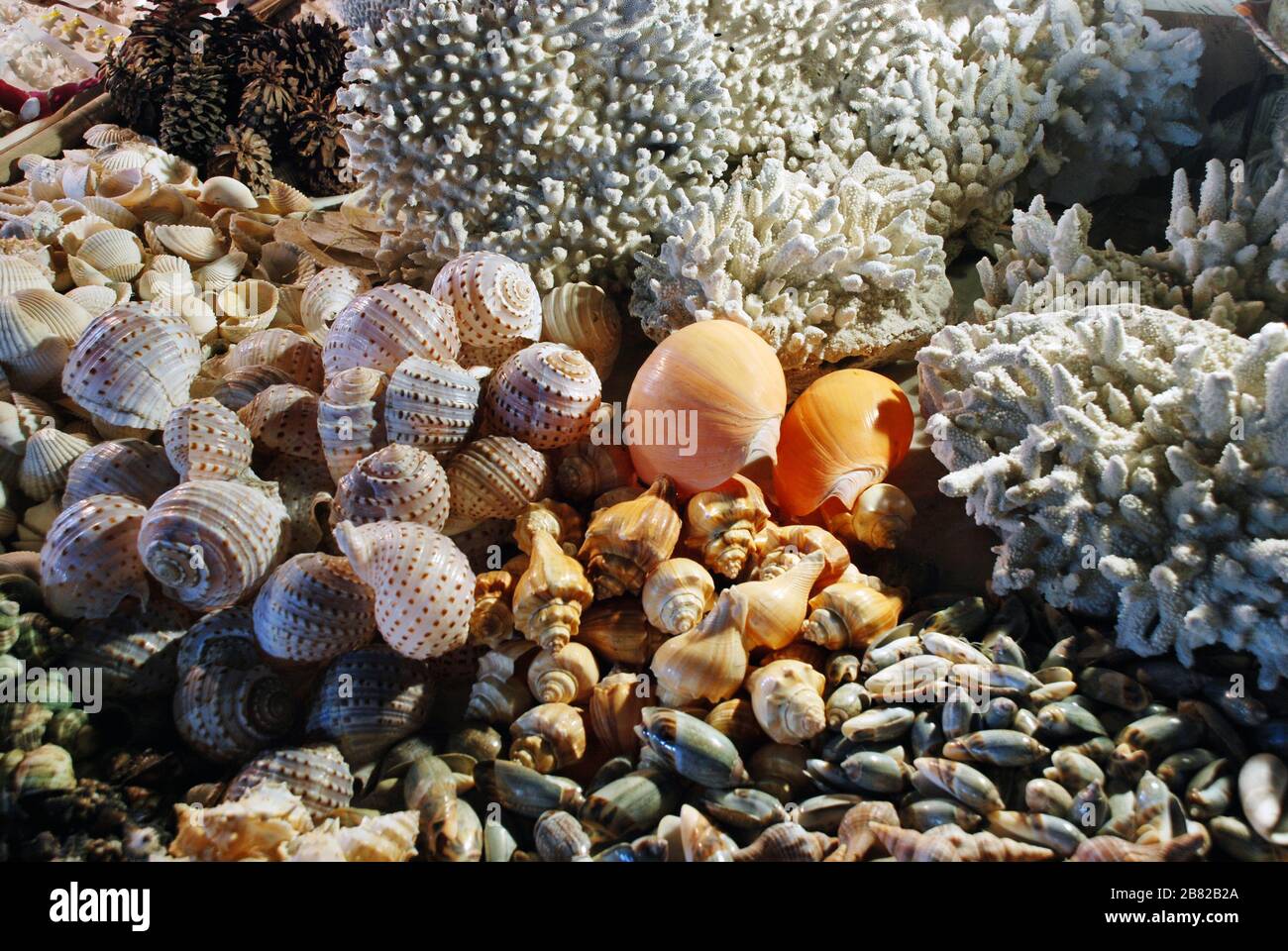 Seashell souvenirs shop. Cox's Bazar, Bangladesh. February 2008 Stock ...