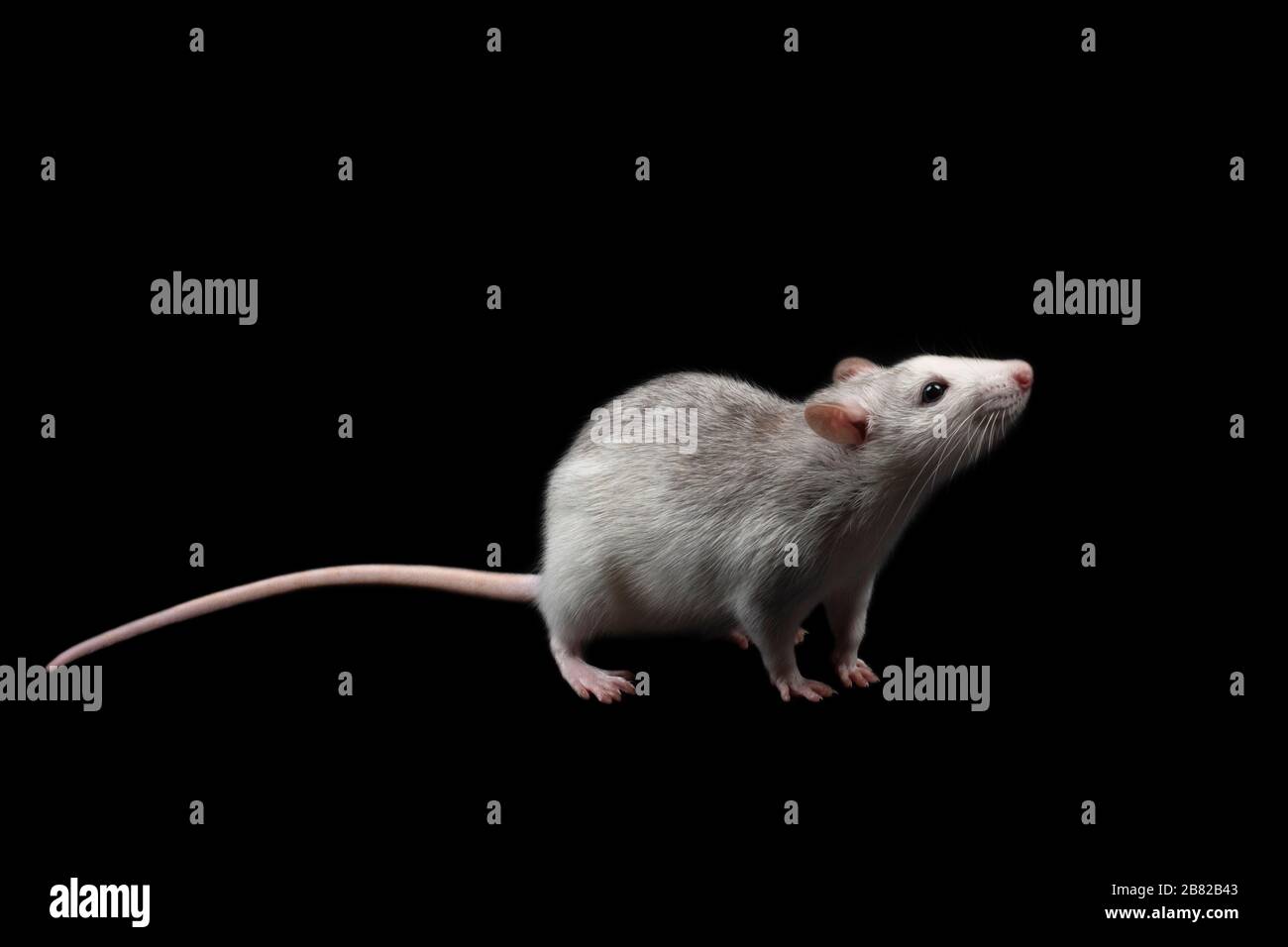 Gray rat isolated on dark black background. Rodent pet. Domesticated ...