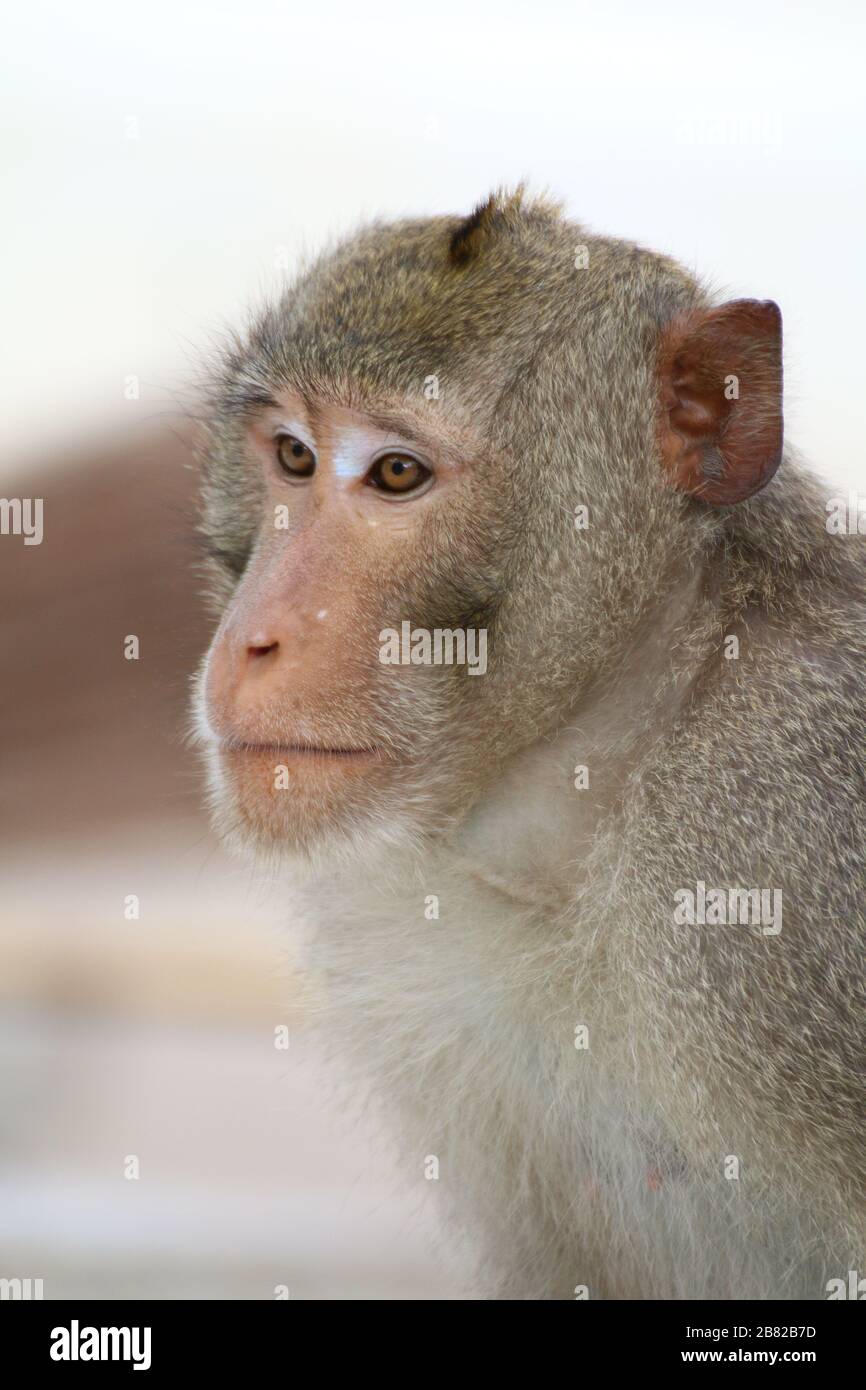 Monkey, Monkey face portrait, Jungle Monkey close up, Monkey Ape Stock ...