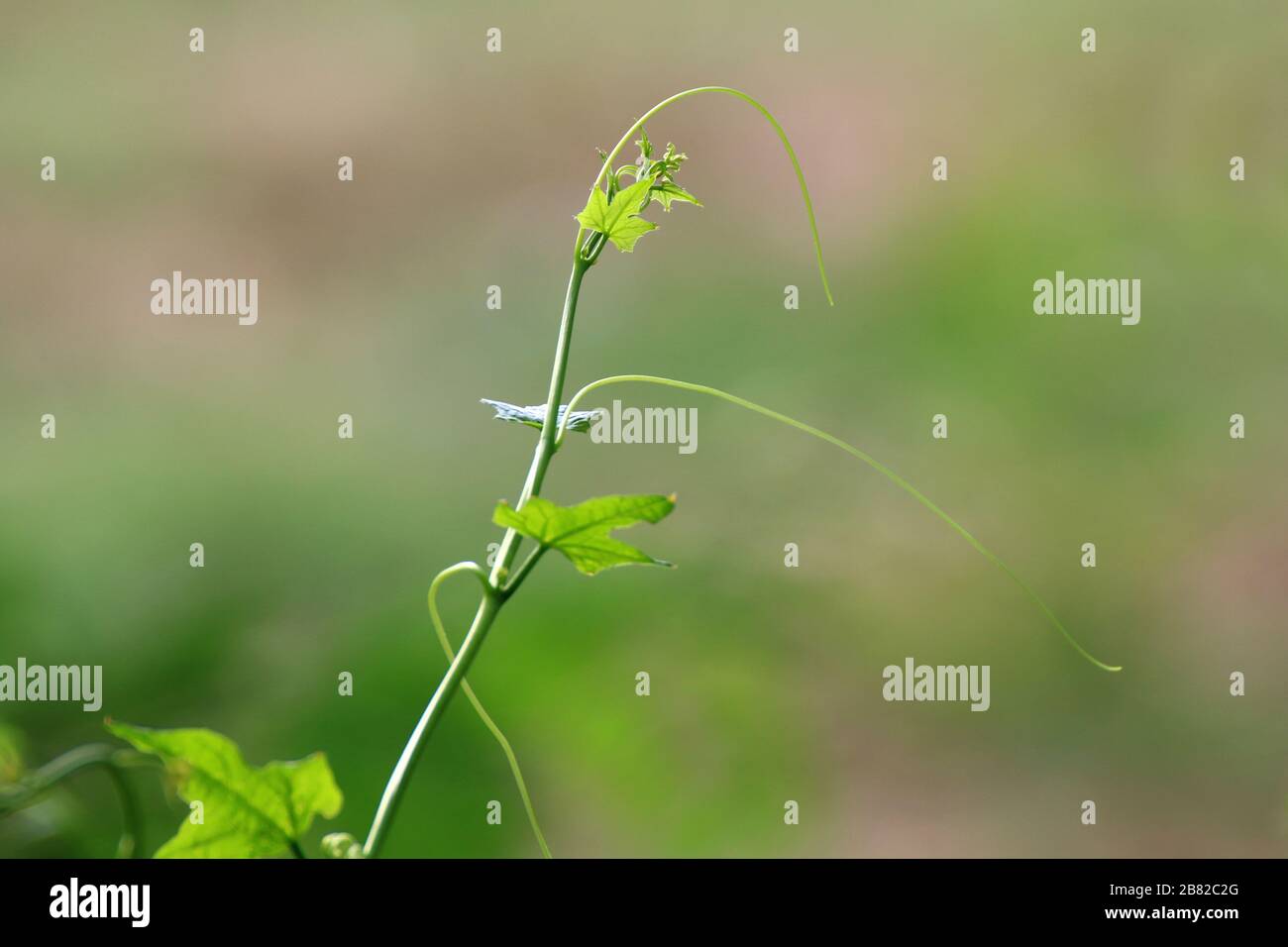 Growth of trees, shoots of young leaves Stock Photo - Alamy