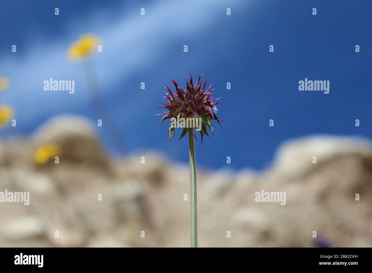 Chia plant hi-res stock photography and images - Alamy
