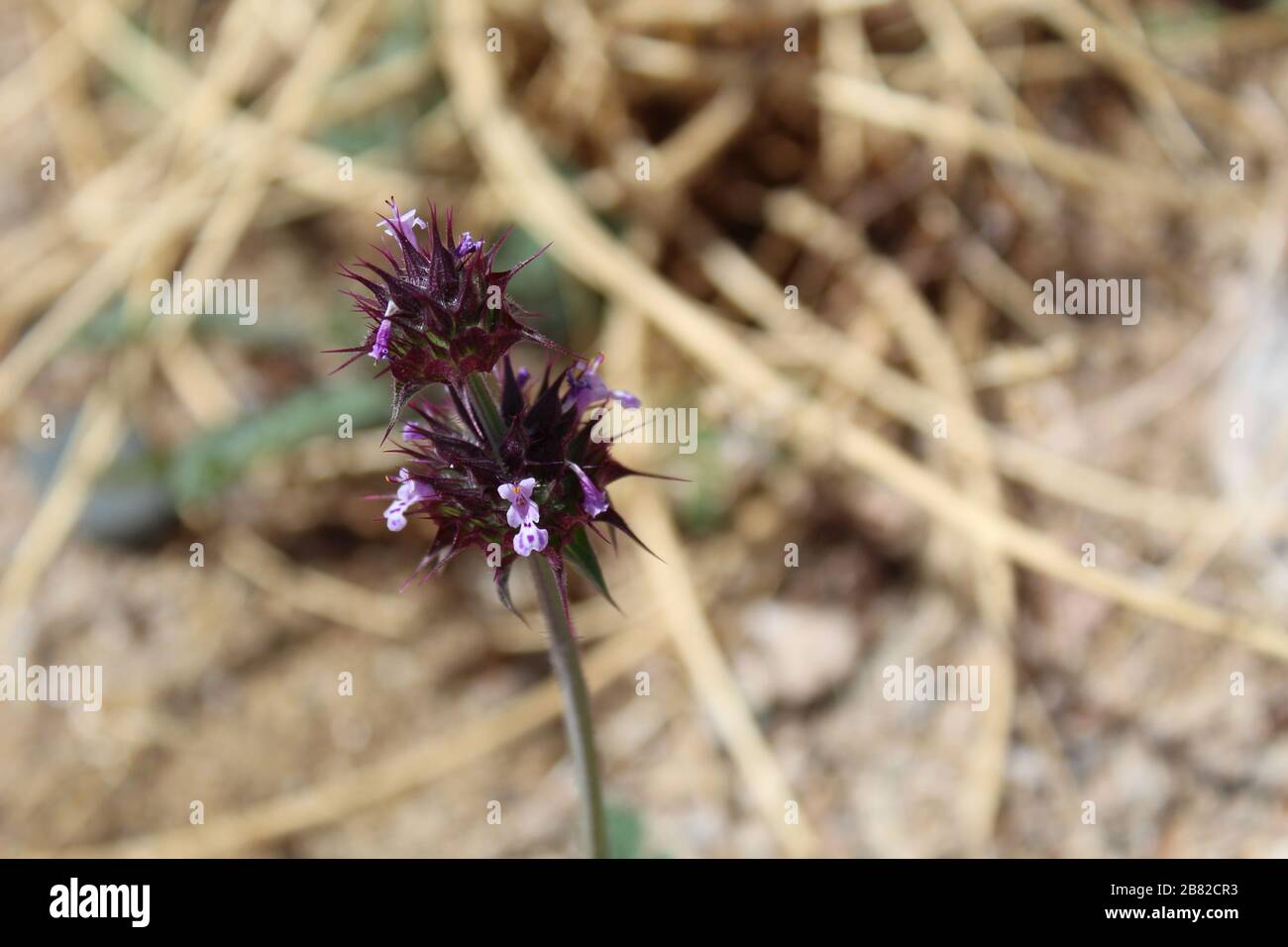 Chia plant hi-res stock photography and images - Alamy