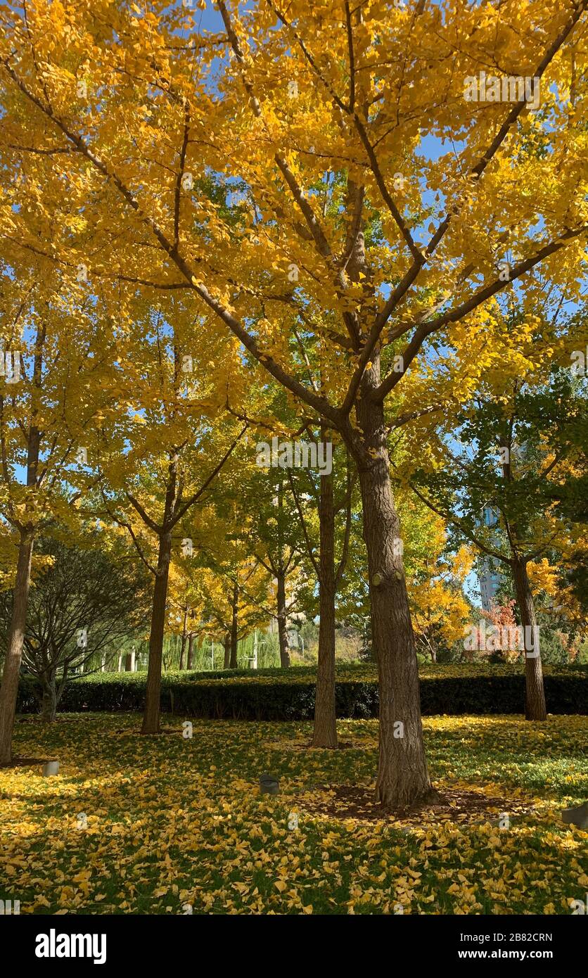 Ginko tree forest hi-res stock photography and images - Alamy
