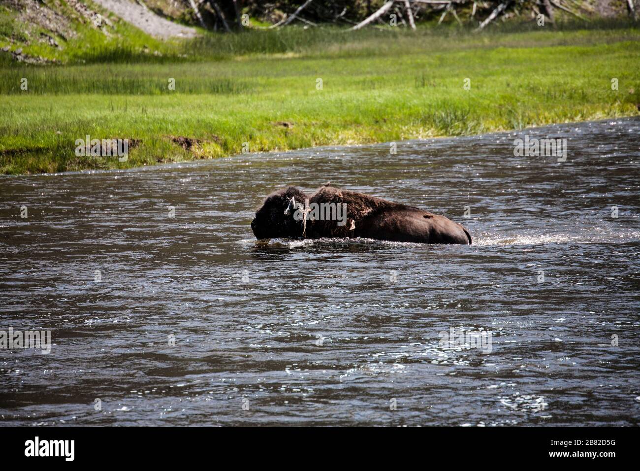 One Bison crossing a river in Yellowstone National Park, Wyoming, USA ...