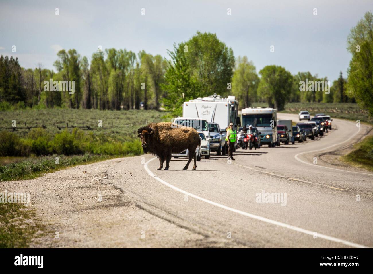 Buffalo bison crossing road yellowstone hi-res stock photography and ...