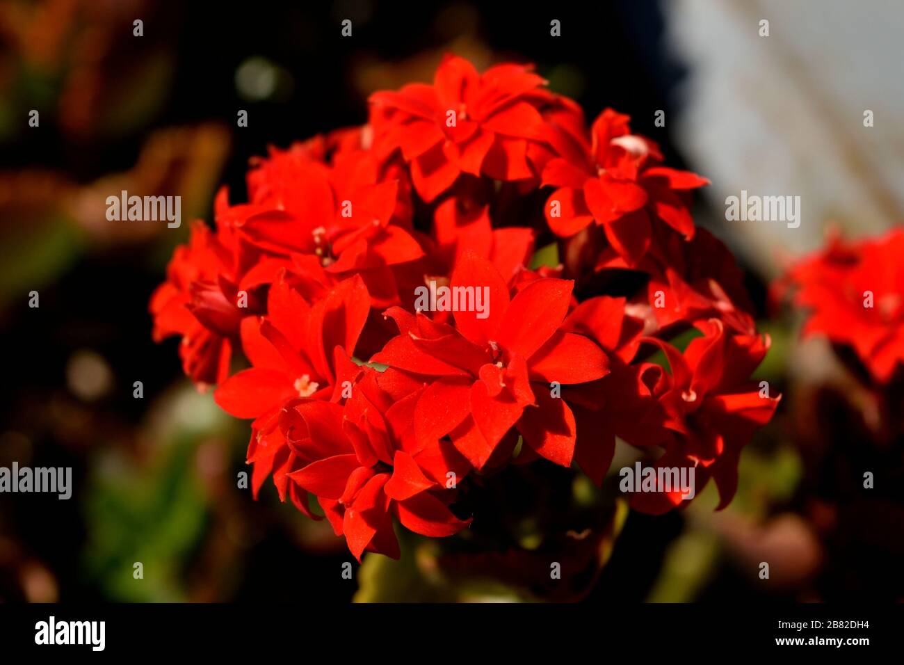 Flaming katy red flower hi-res stock photography and images - Alamy