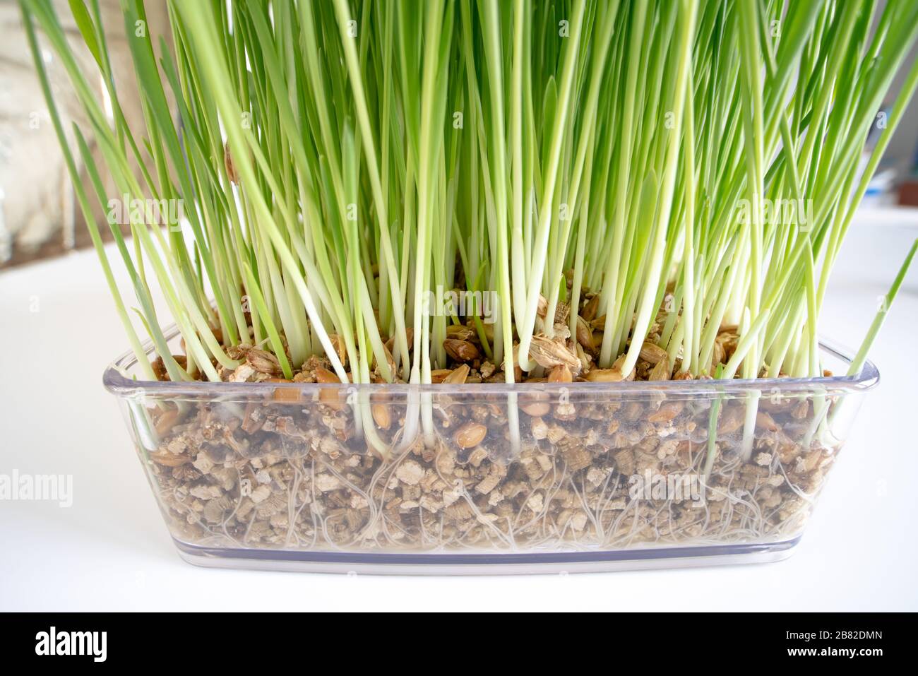 Plant wheat with roots on white background Stock Photo - Alamy