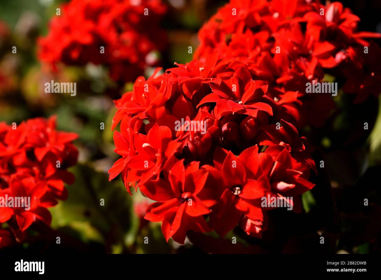 Flaming katy plant hi-res stock photography and images - Alamy