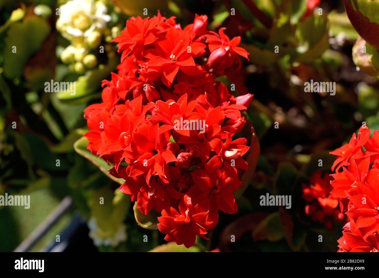 Flaming katy red flower hi-res stock photography and images - Alamy