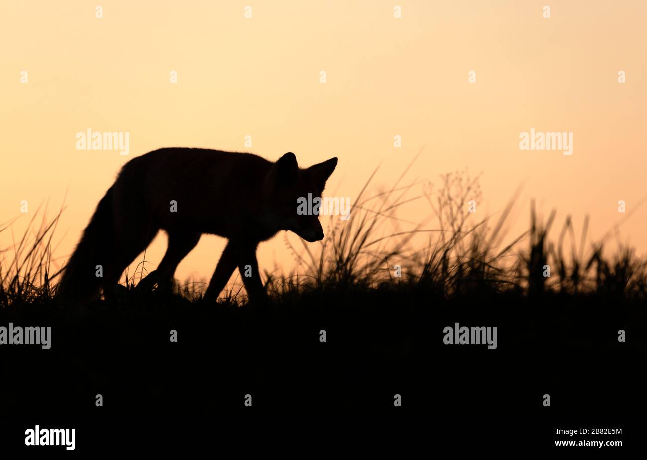 Fox silhouette hi-res stock photography and images - Alamy