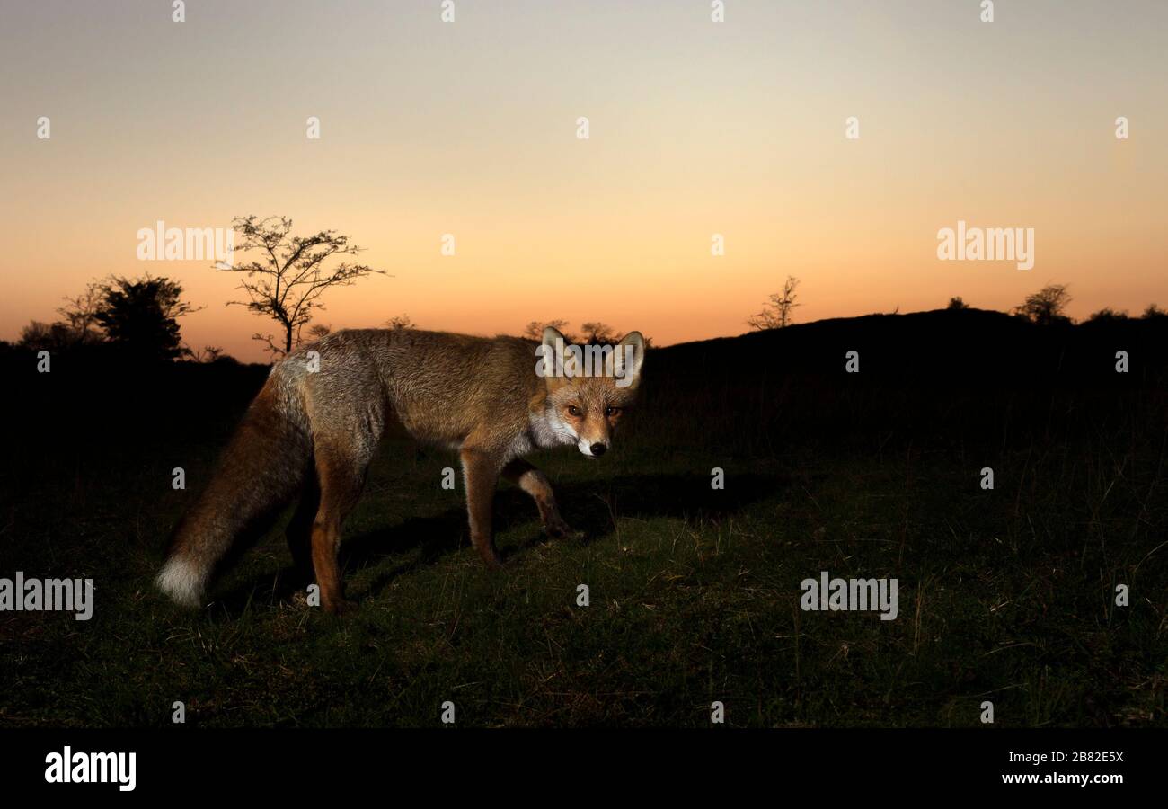 Red fox at sunset hi-res stock photography and images - Alamy
