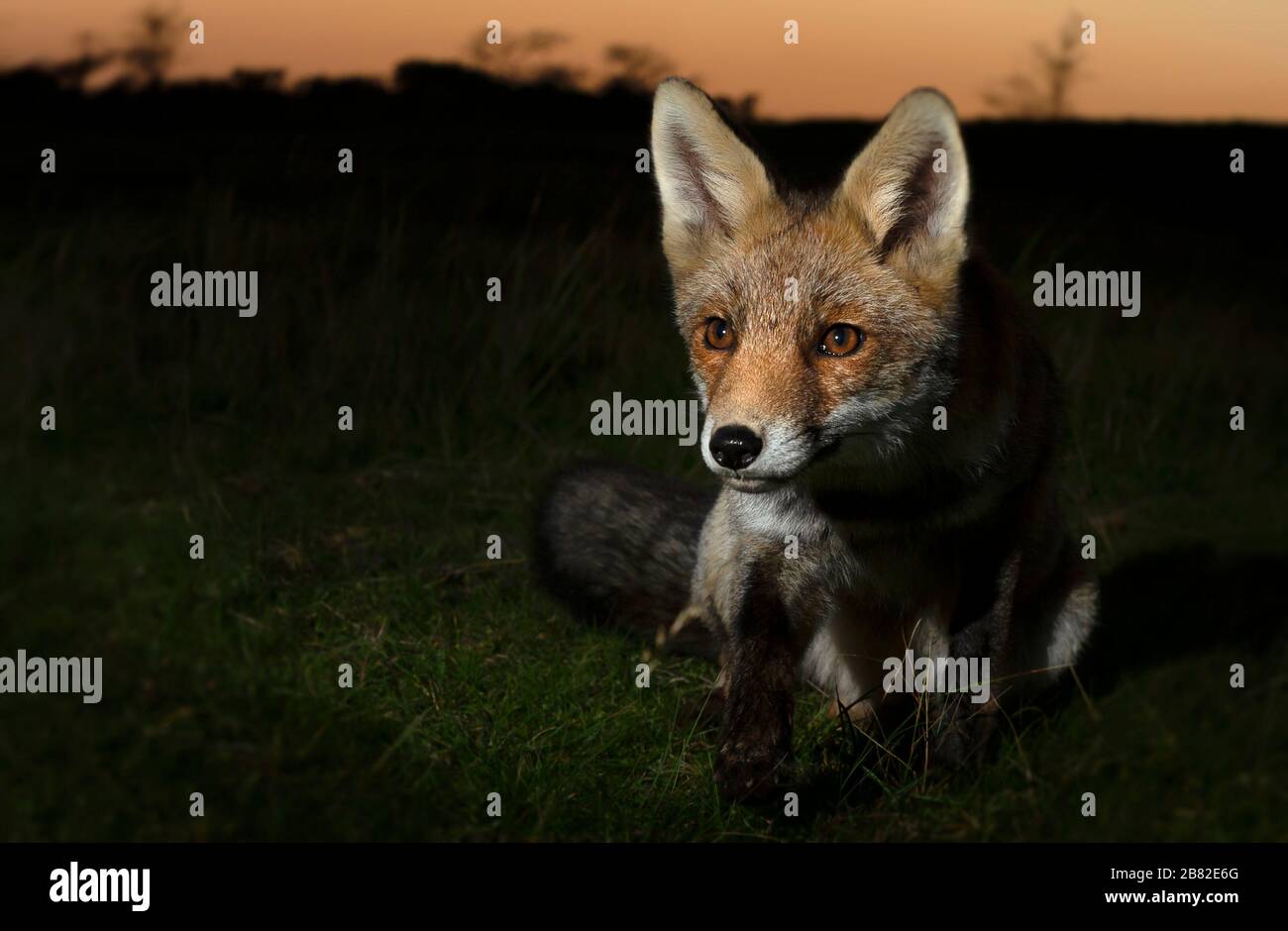 Red fox at sunset hi-res stock photography and images - Alamy