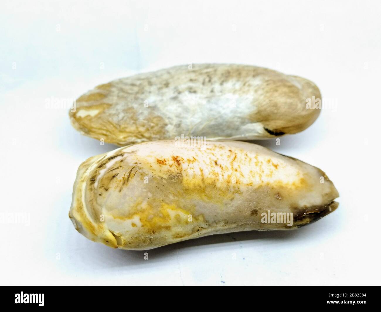 A picture of mango seed's Stock Photo - Alamy