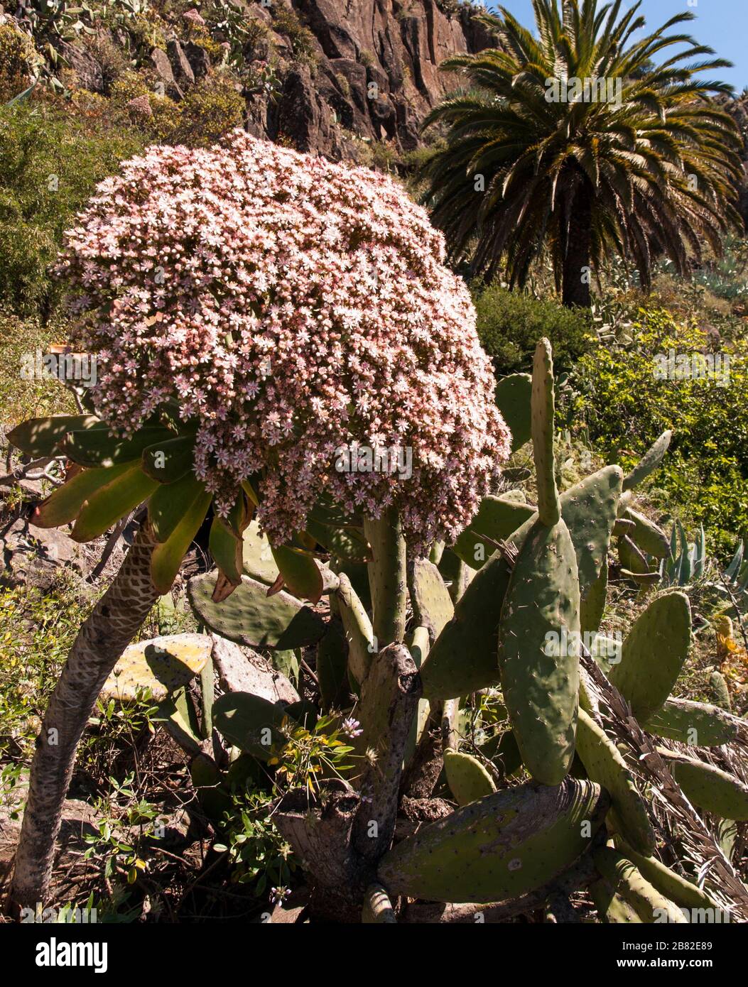 Aeonium appendiculatum, a La Gomera endemic member of the stonecrop ...