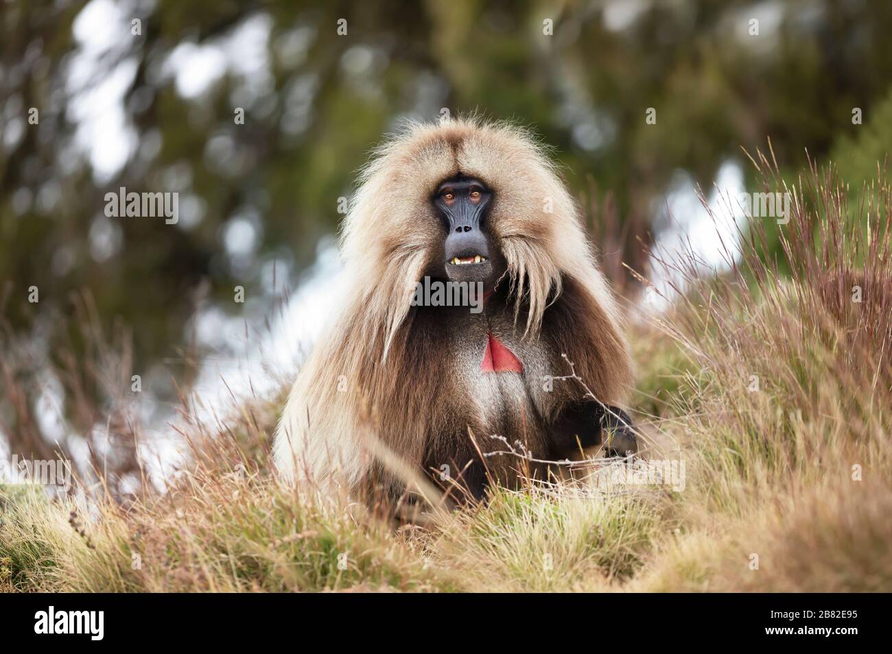 Close up of male Gelada monkey (Theropithecus gelada) sitting in grass ...