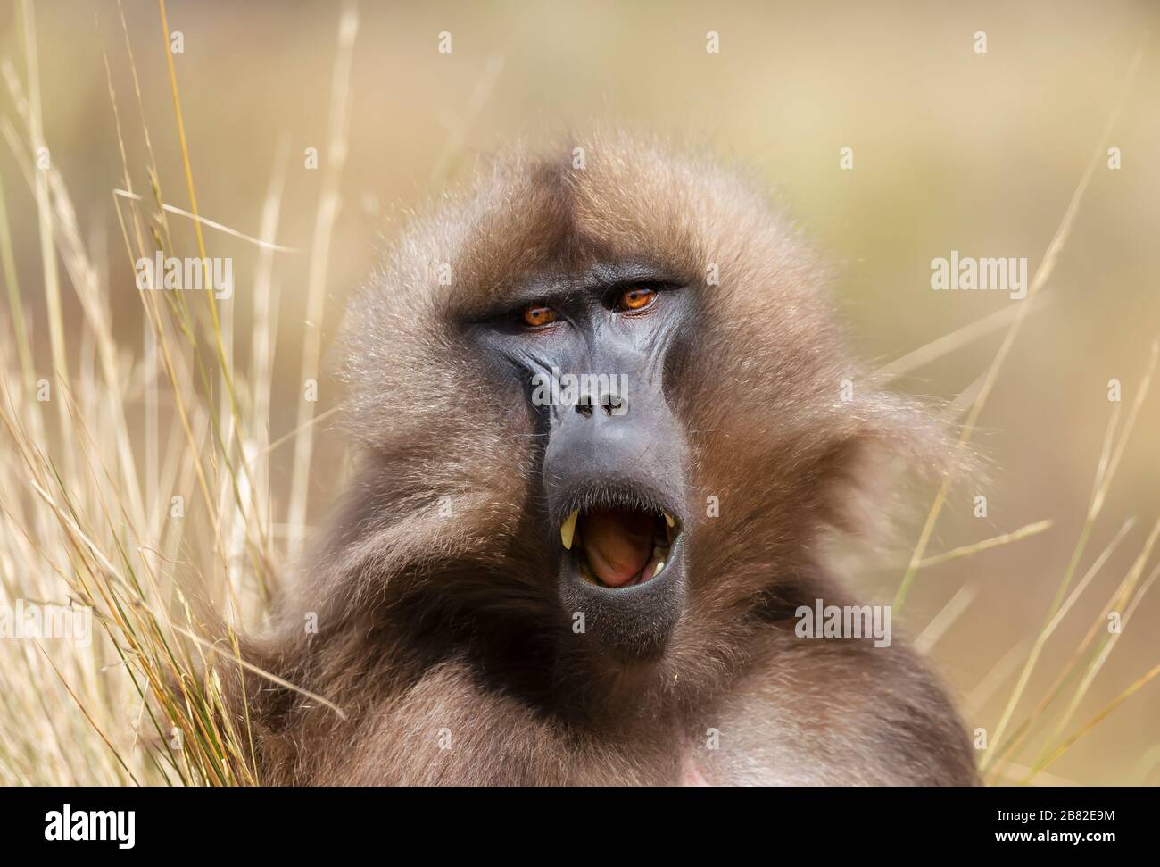 Monkey yawning hi-res stock photography and images - Alamy