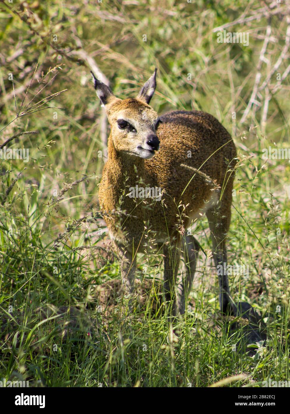 A Klipspringer (Oreotragus Oreotragus) ewe, hiding between long grasses ...