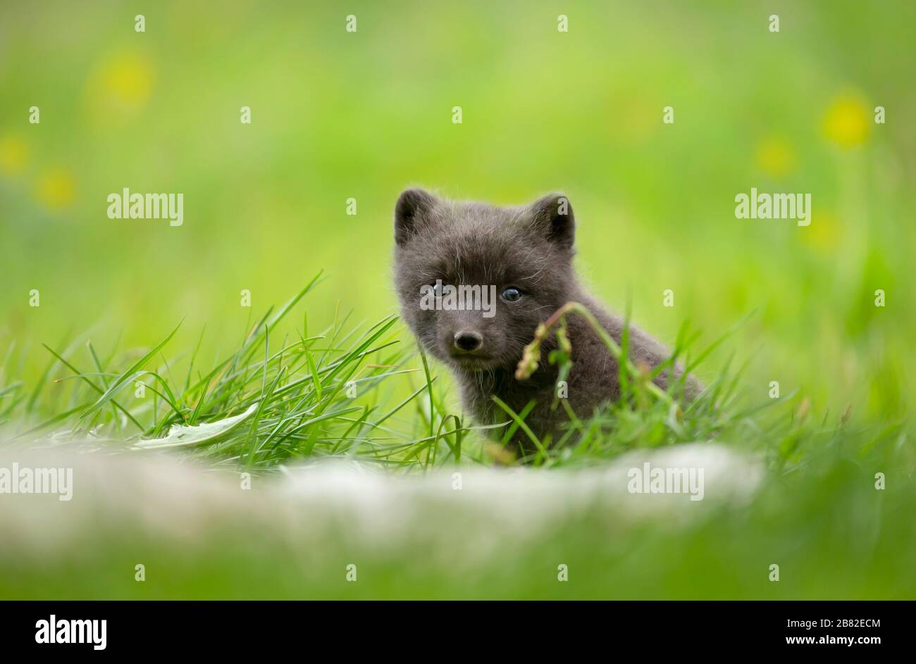 Close-up of a cute Arctic fox cub in the meadow, Iceland Stock Photo ...