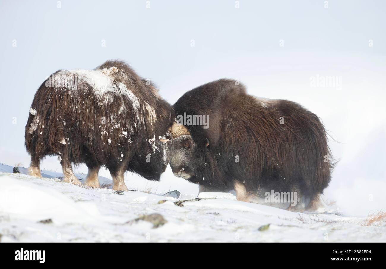 Musk ox fighting hi-res stock photography and images - Alamy