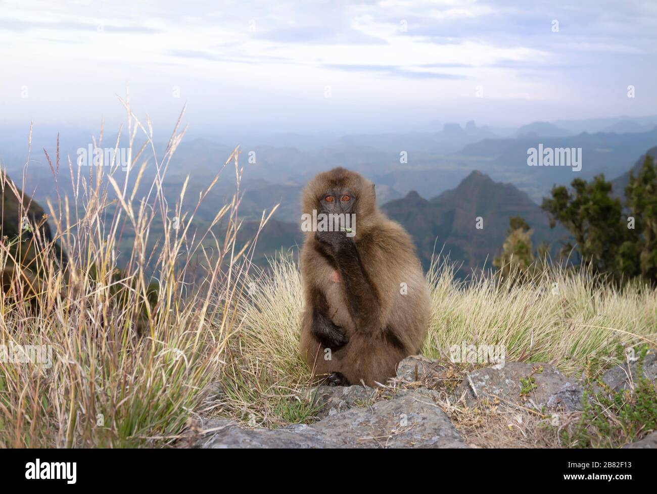 Monkey sunrise hi-res stock photography and images - Alamy
