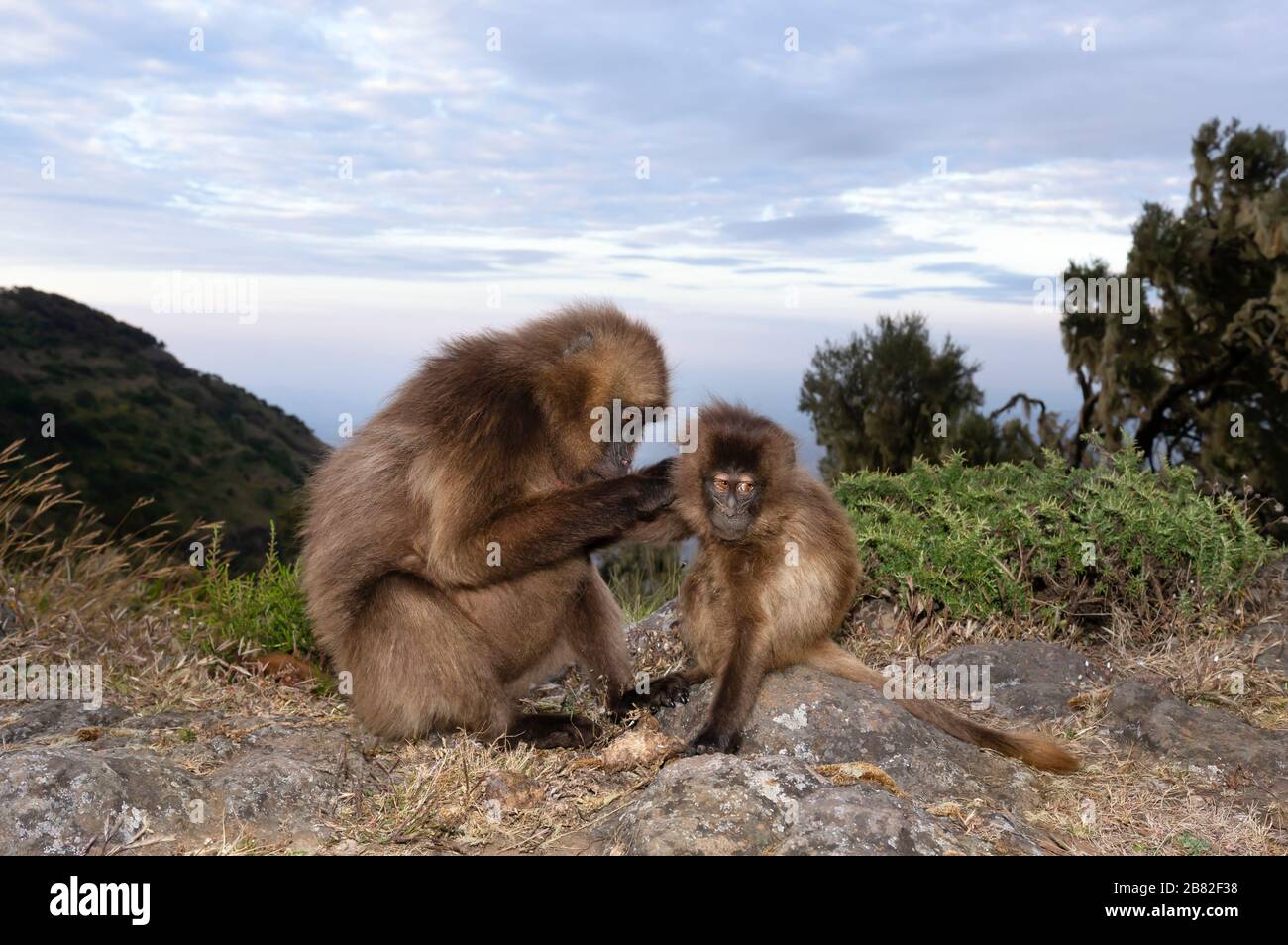 Close up of a mother Gelada monkey grooming baby, Simien mountains ...