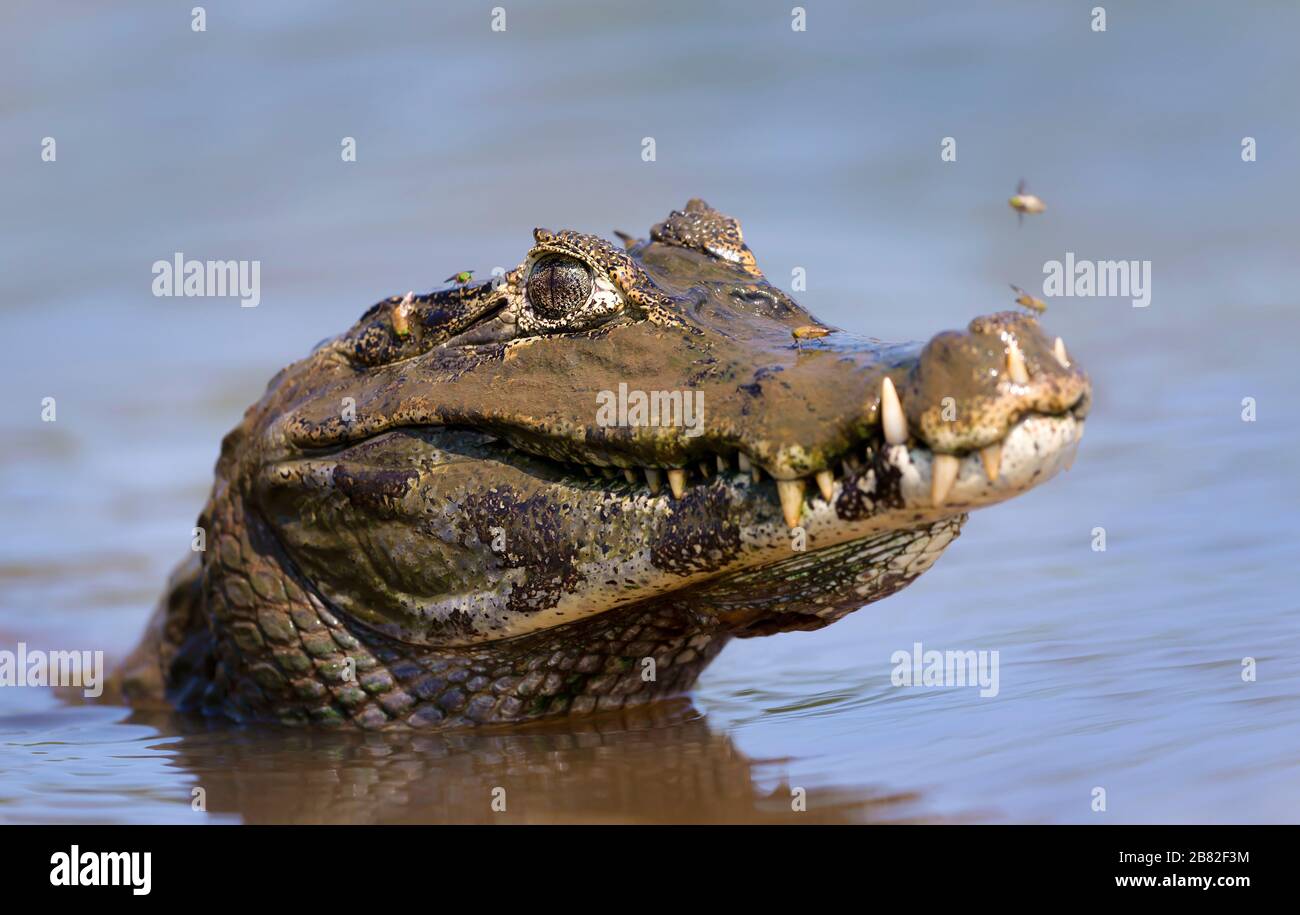 Close up of a Yacare caiman (Caiman yacare) swimming in water, South ...