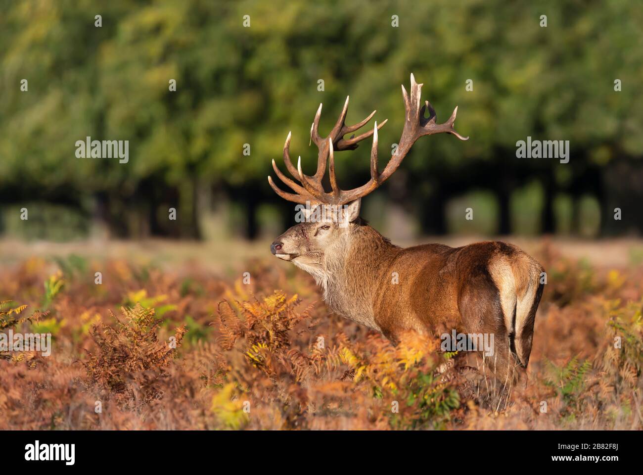 Wounded animal hi-res stock photography and images - Alamy