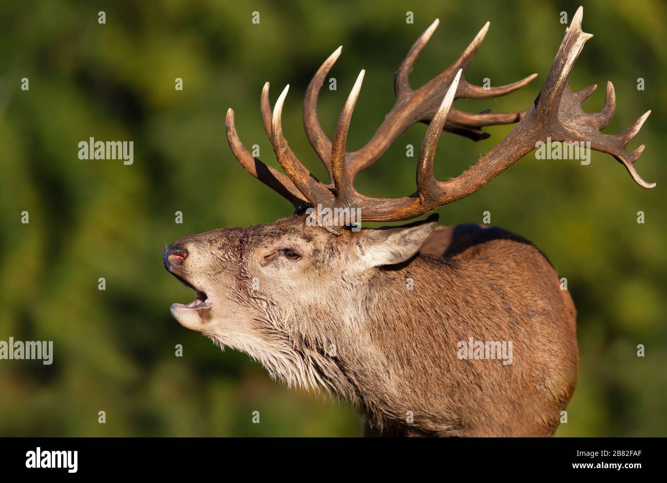 Close-up of an injured red deer stag calling during rutting season in ...