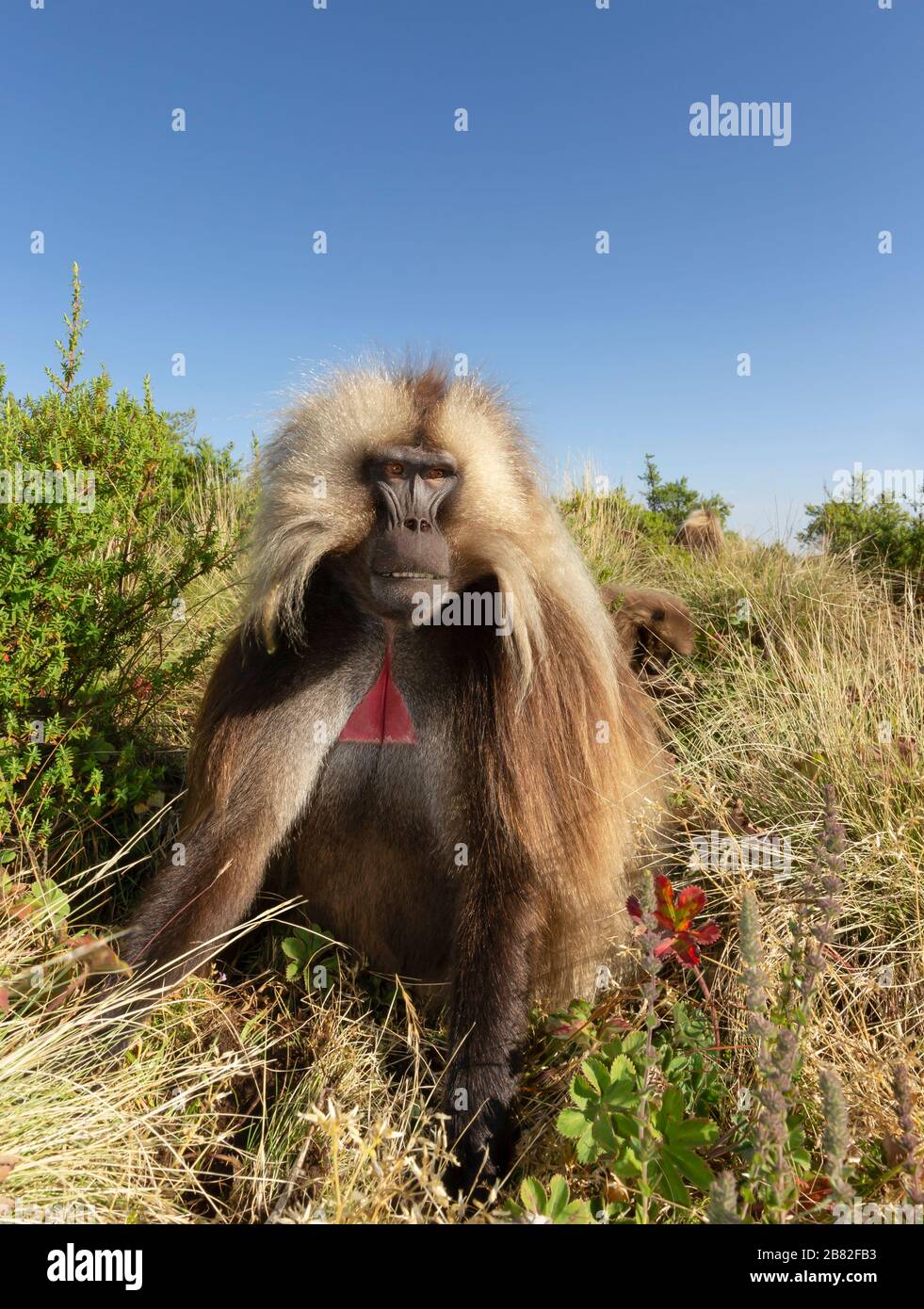 Monkey grass hi-res stock photography and images - Alamy