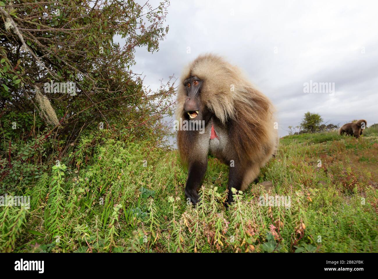 Close up of a male Gelada monkey (Theropithecus gelada) eating grass in ...