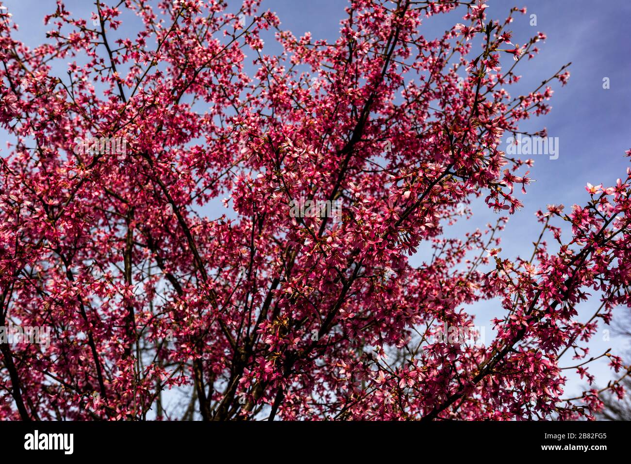 Early signs of spring in New York City Stock Photo - Alamy