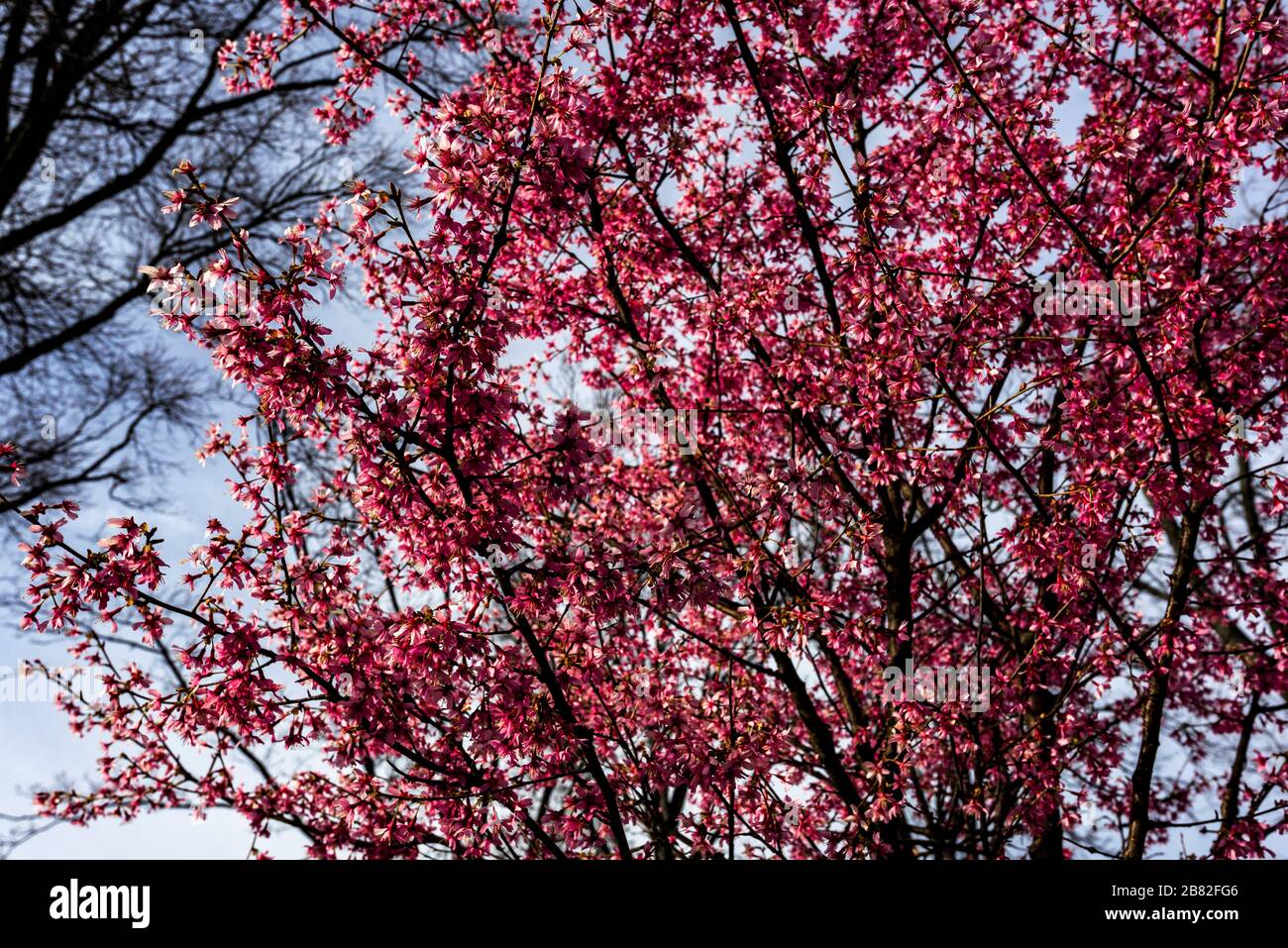 Early signs of spring in New York City Stock Photo - Alamy