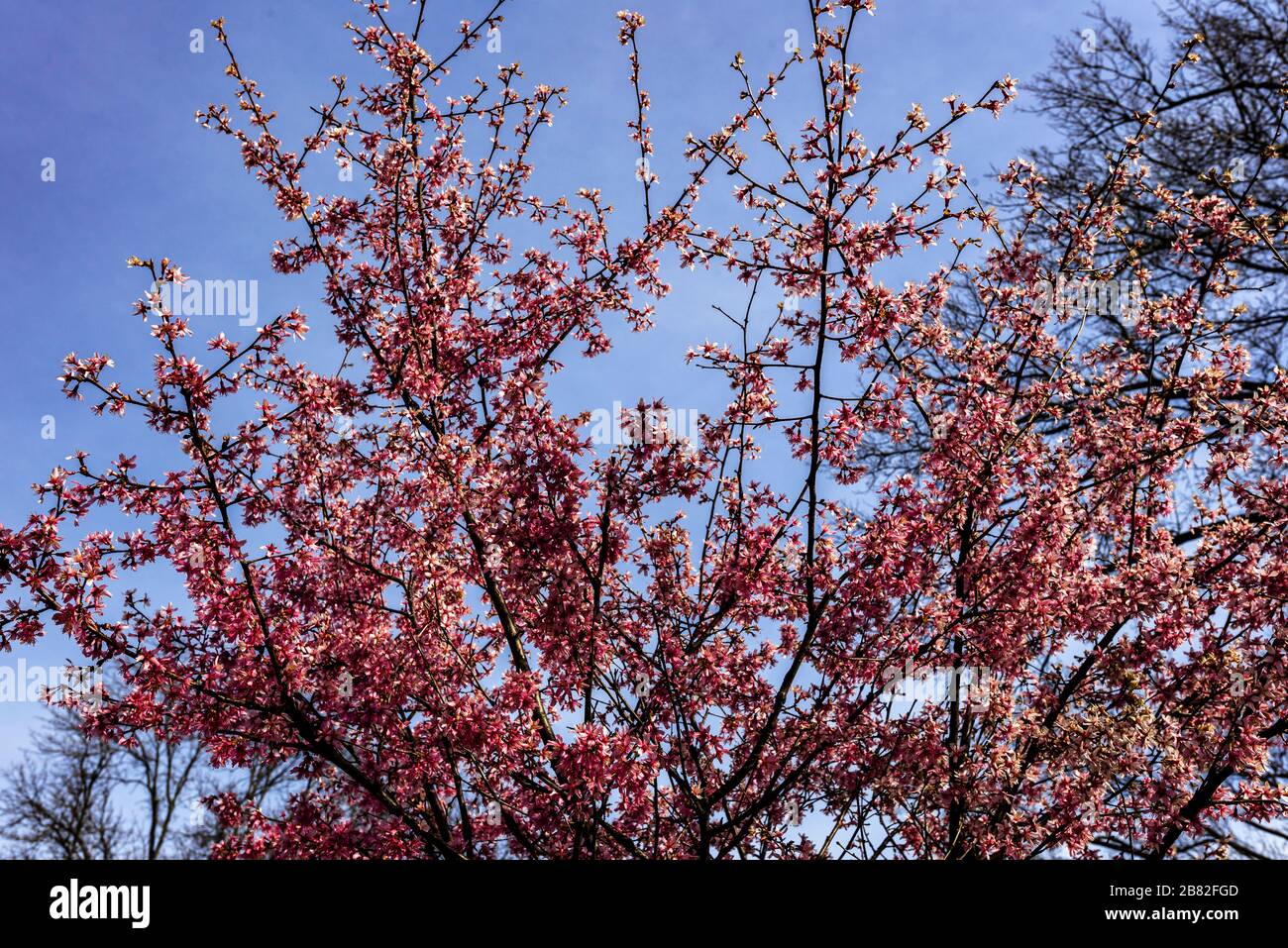 Early signs of spring in New York City Stock Photo - Alamy