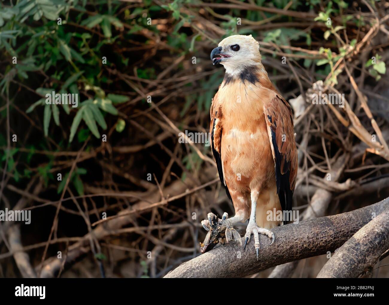 Brazilian black hawk hi-res stock photography and images - Alamy