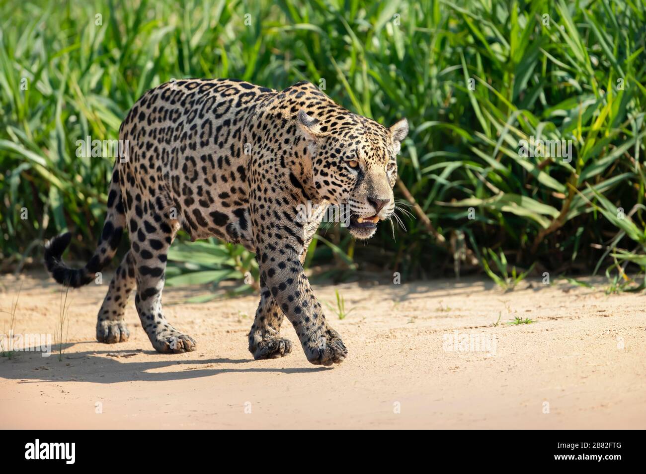 Jaguar stalking isolated hi-res stock photography and images - Alamy