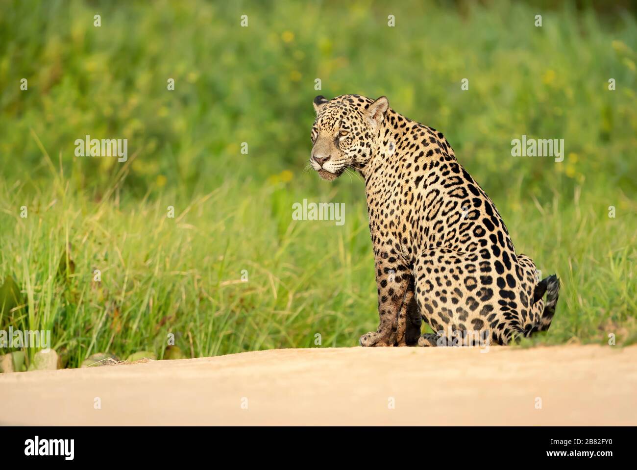 Jaguar sitting portrait hi-res stock photography and images - Alamy