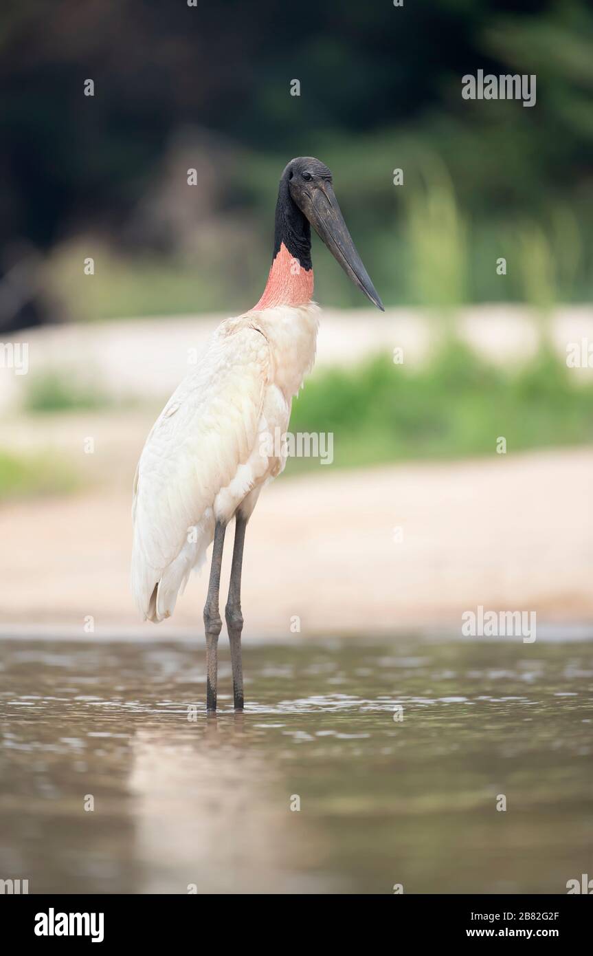 Walking jabiru hi-res stock photography and images - Alamy