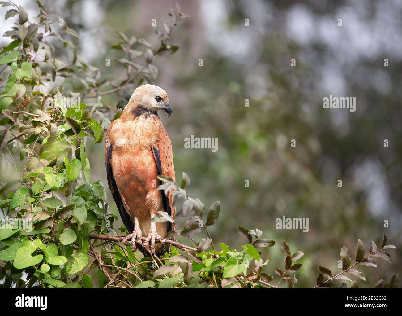 Black collared hawk hi-res stock photography and images - Alamy