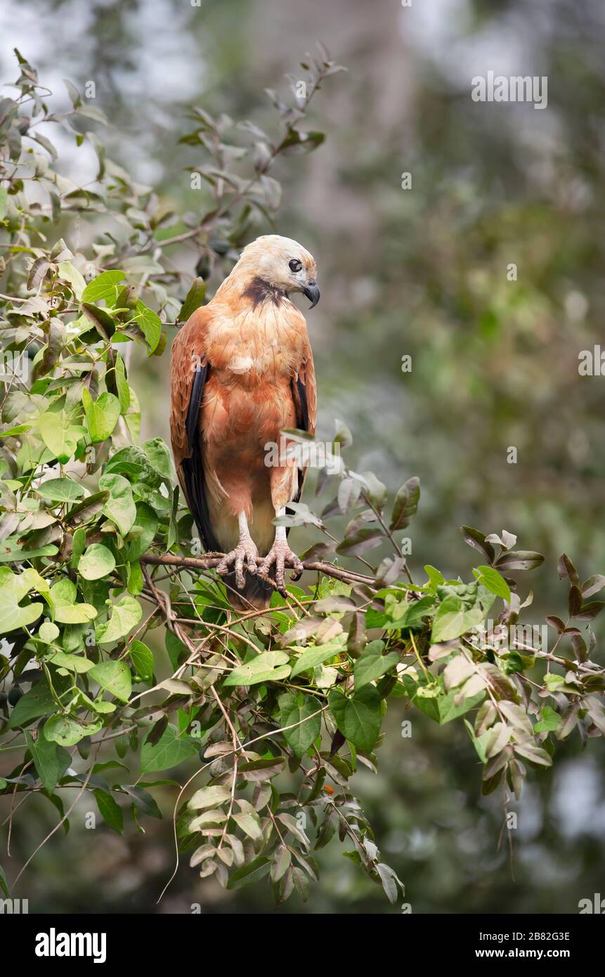 Brazilian hawks hi-res stock photography and images - Alamy