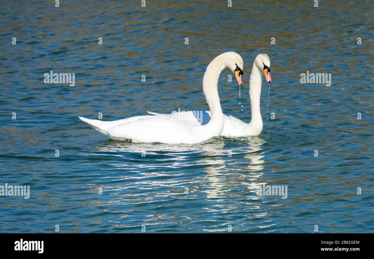 Synchronized dance of a swan couple preparing to breed on the shores of ...