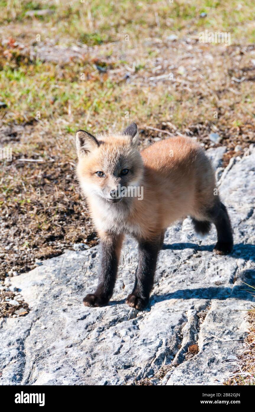 Red fox cub in Newfoundland, Canada Stock Photo - Alamy