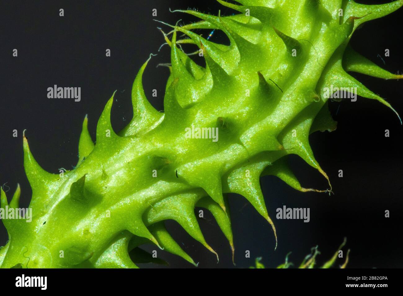 Thorny curved branch hi-res stock photography and images - Alamy